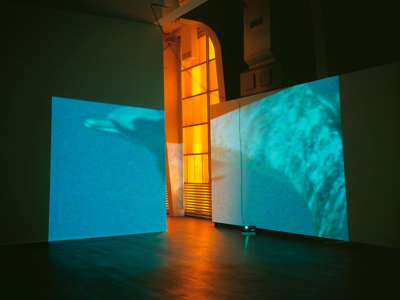 Exhibitions — Diana Thater Delphine - Diana Thater | Hauser & Wirth